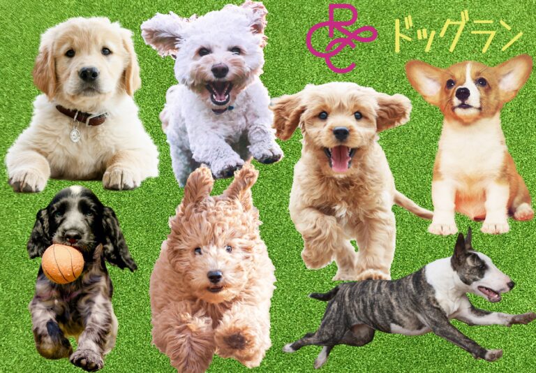 ドッグラン | RANDC